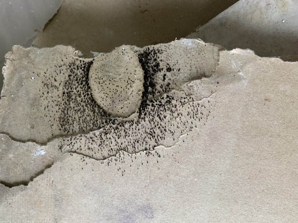 Mould Remediation and Drying VIC - MCA Group